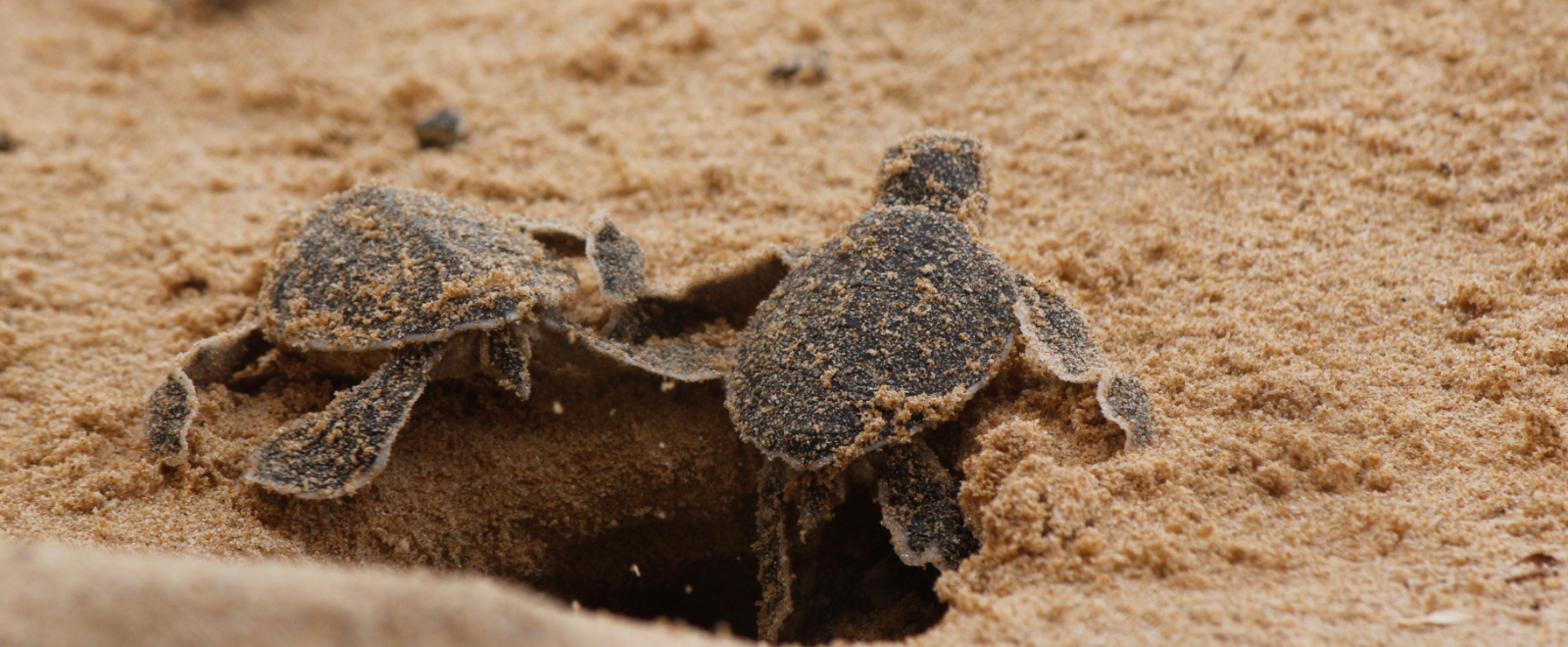 Sri Lanka Sea Turtle Conservation